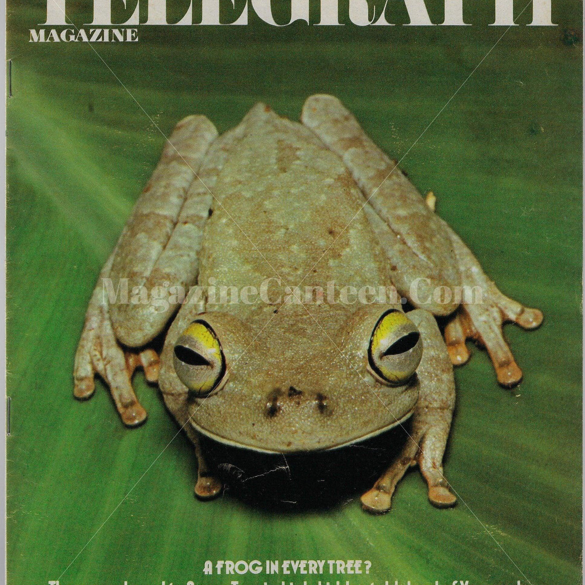 The Telegraph Magazine - Adrian Warren Frog – magazine canteen
